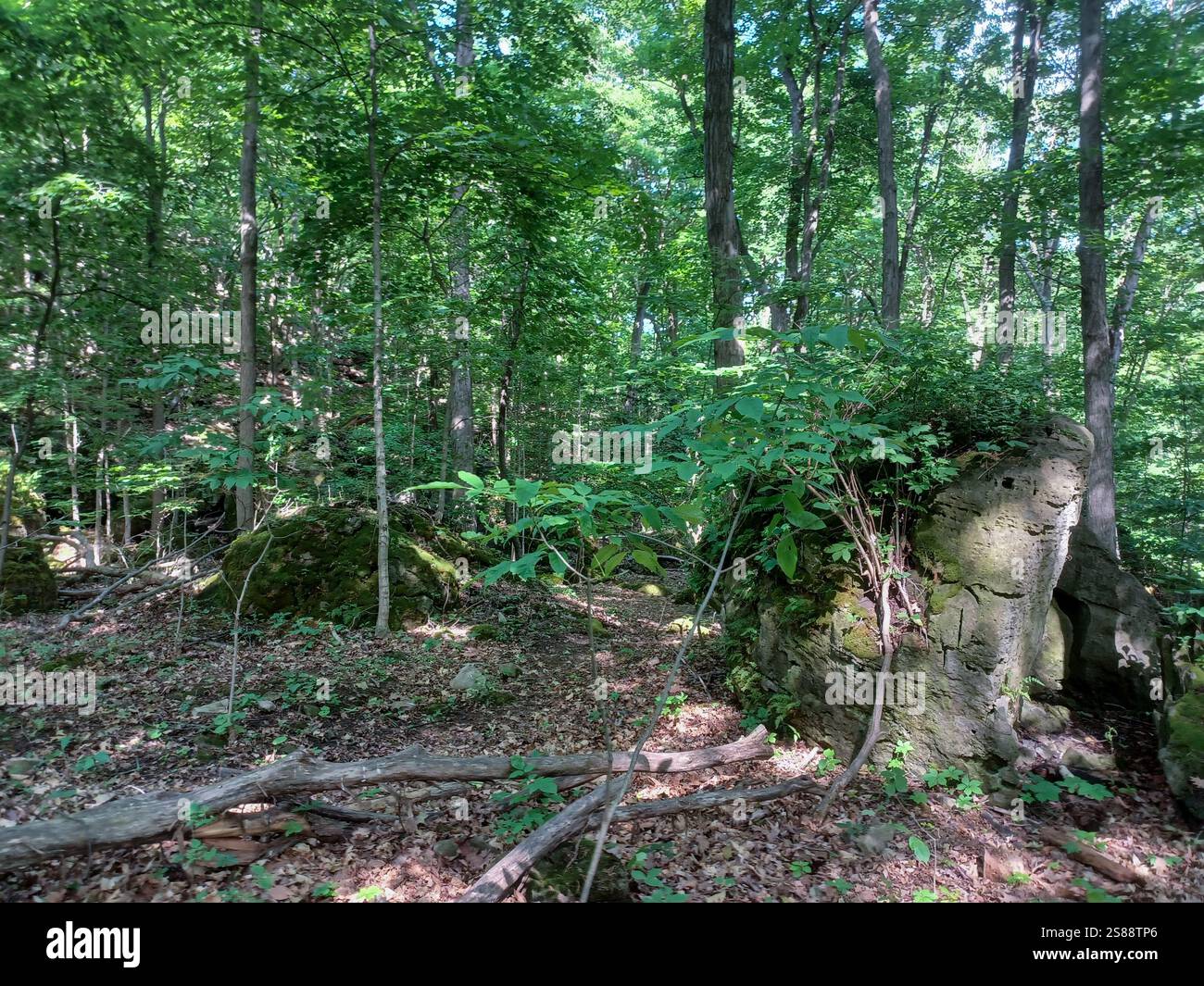 View at the forest part of Niagara Glen trail near the Niagara Falls ...