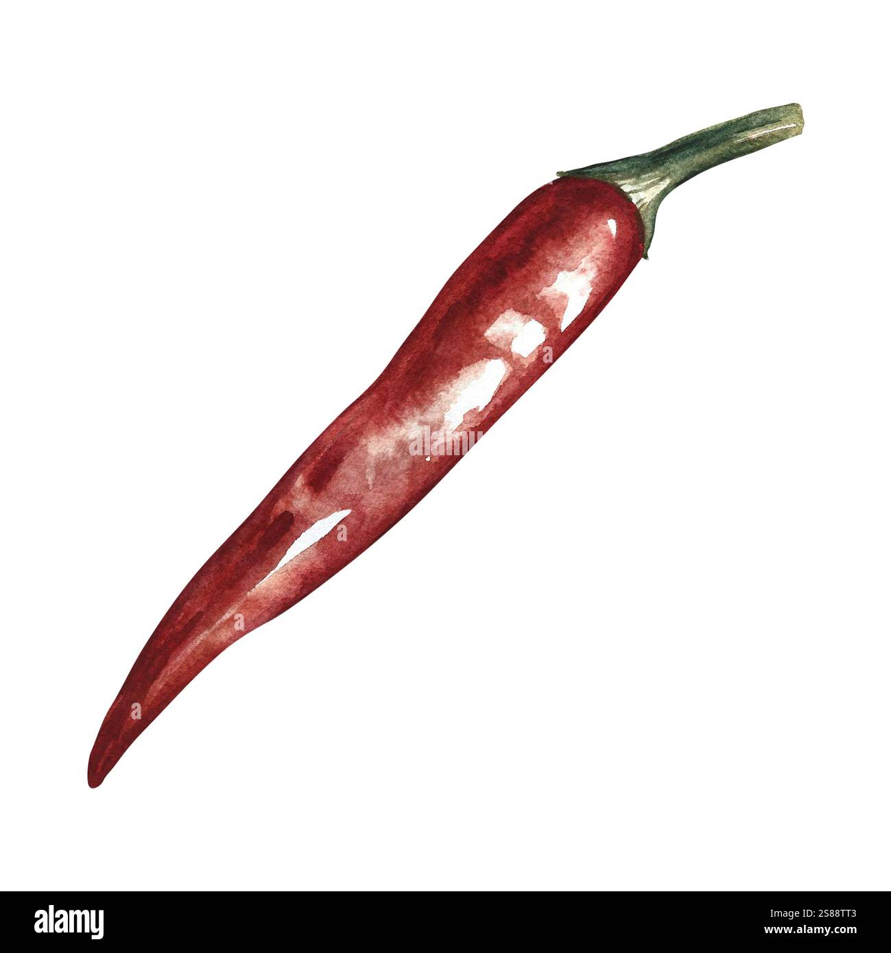 Whole red chili pepper. The illustration is handmade in watercolor ...