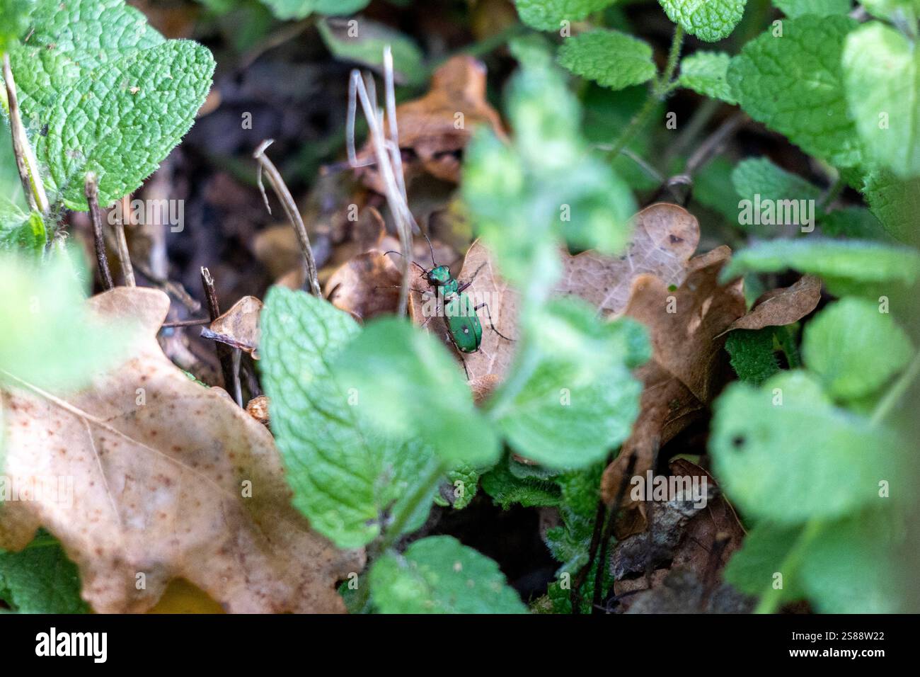 Close-up view of a vibrant green ground beetle resting among dried ...