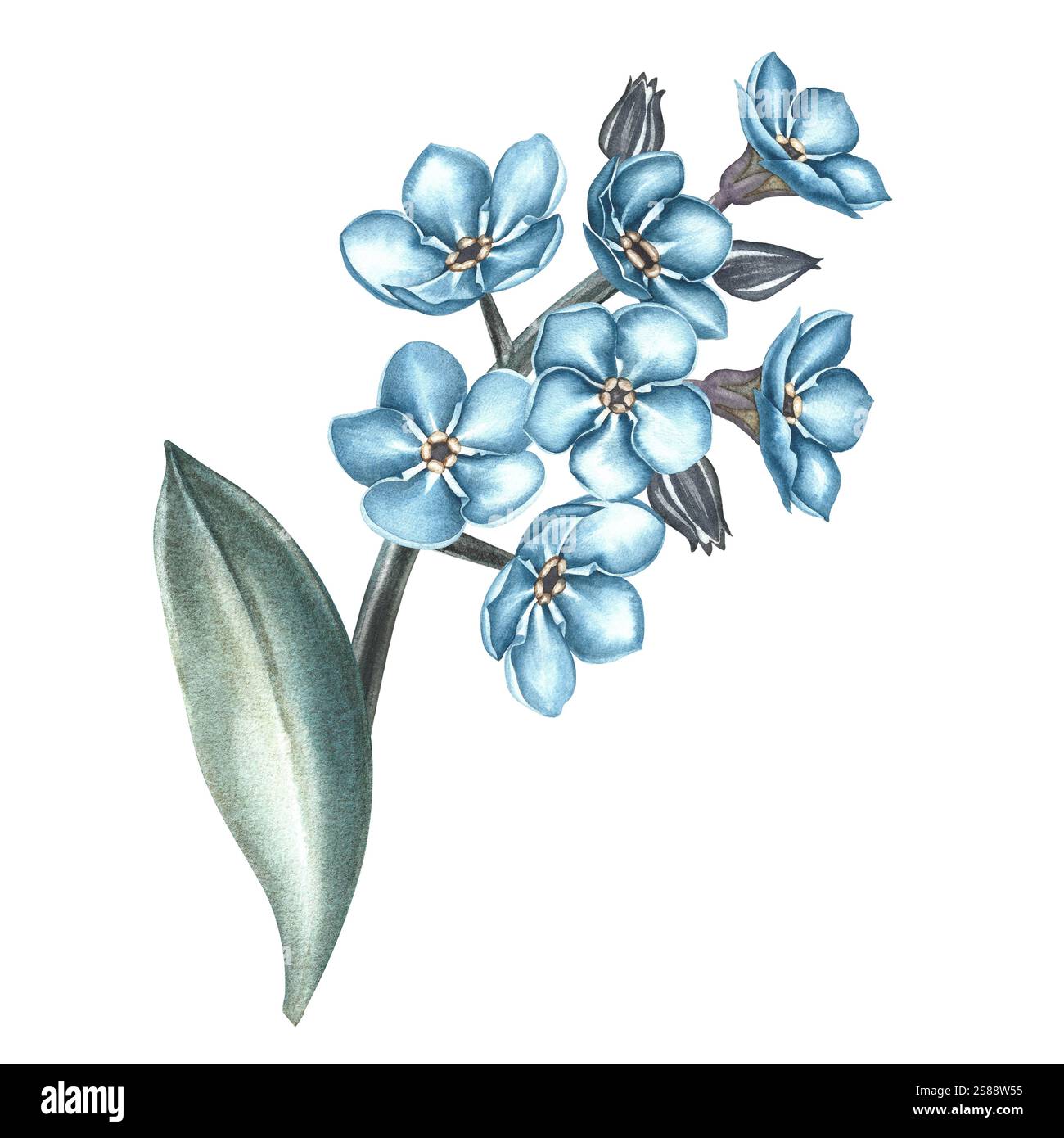 The forget-me-not flower. A hand-drawn watercolor illustration ...