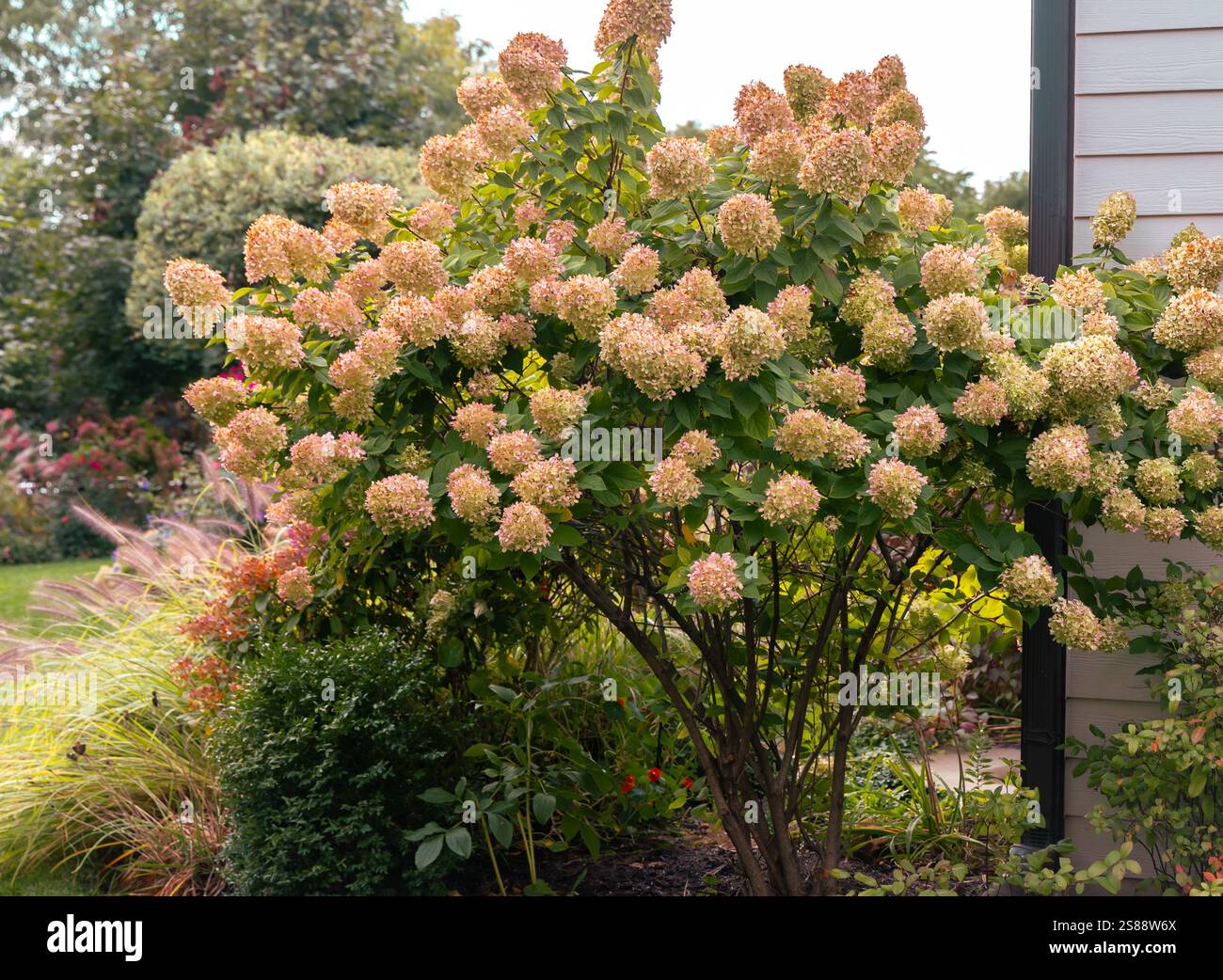 Beautiful limelight hydrangea bushes and Incredible Hydrangea in full ...