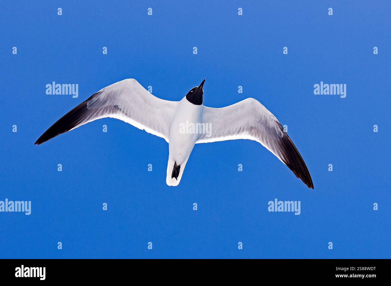 Landscape full seagull birds hi-res stock photography and images - Alamy