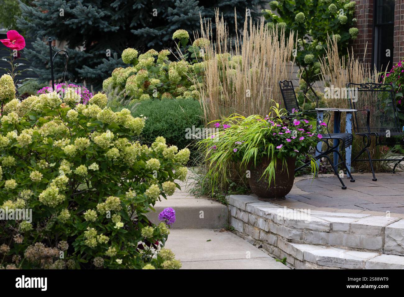 Beautiful limelight hydrangea bushes and Incredible Hydrangea in full ...