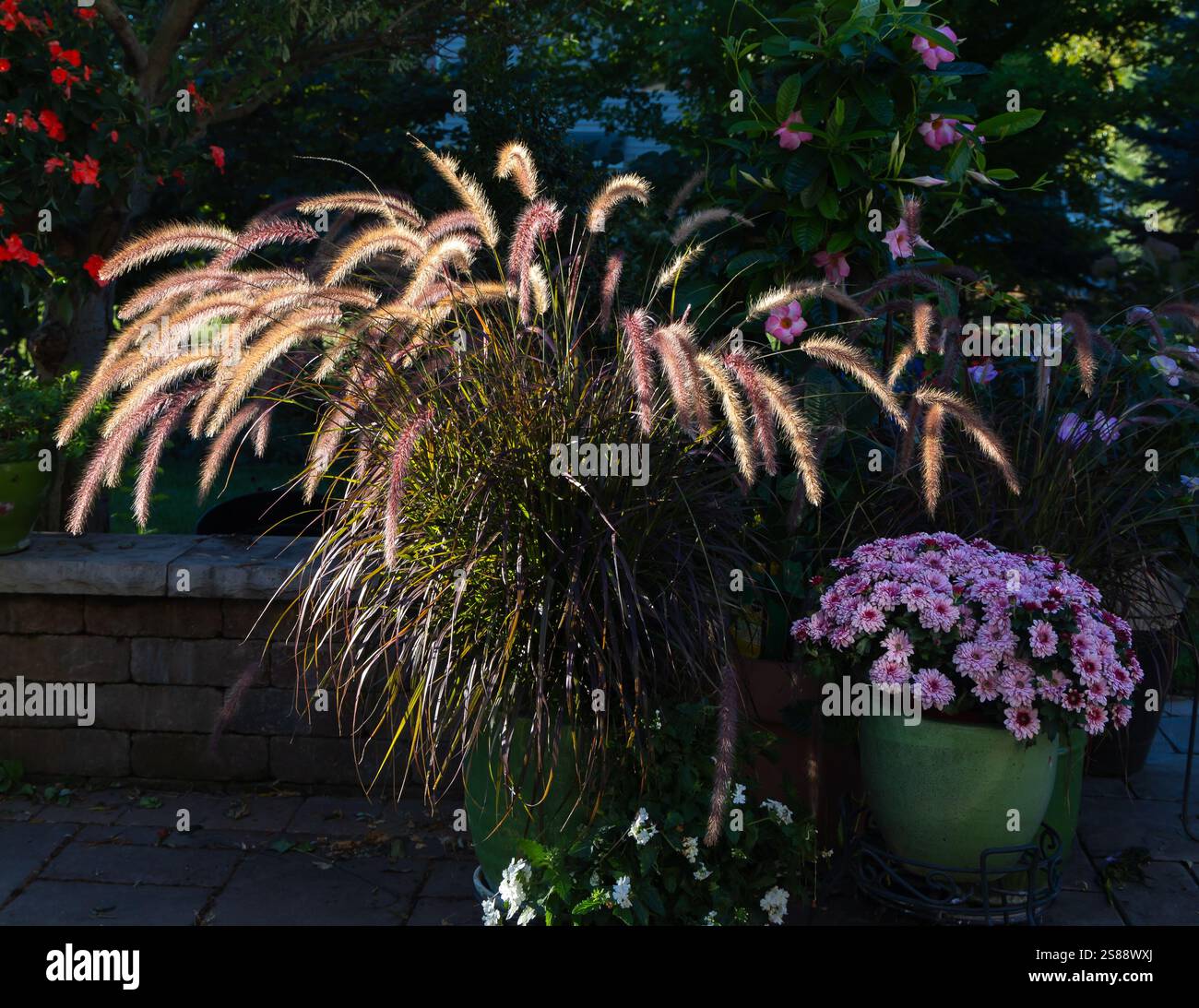 A mystical inviting garden with beautiful purple fountain grass ...