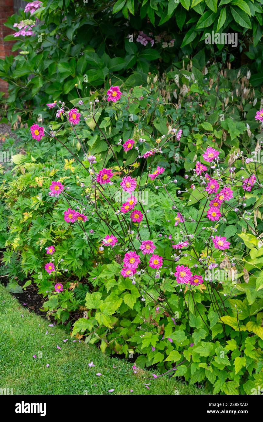 Deep pink Japanese Anemone flowering in a garden border in late summer ...