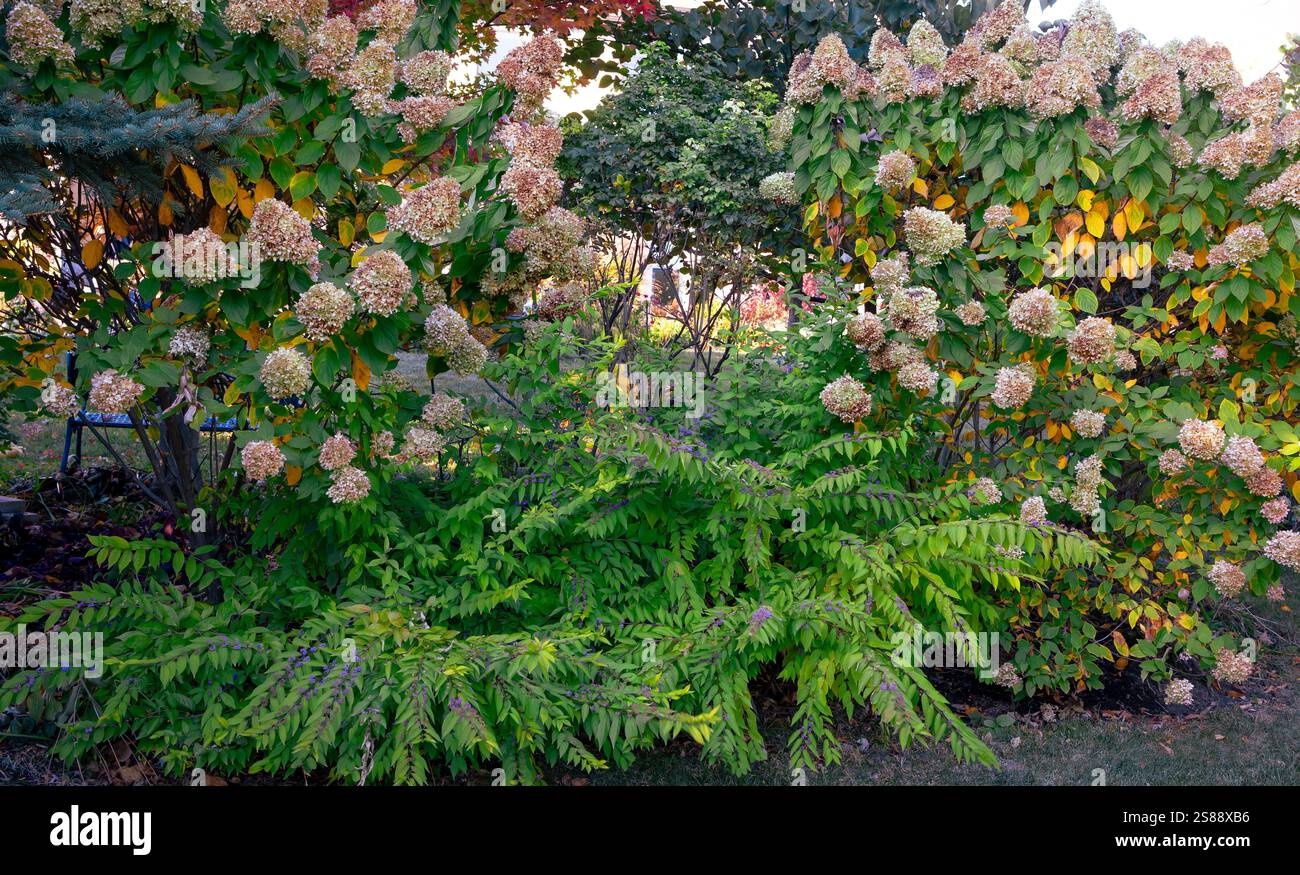 Beautiful limelight hydrangea bushes and Incredible Hydrangea in full ...