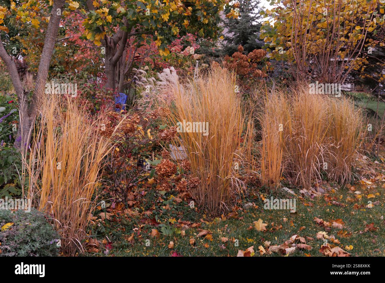 Dazzling Autumn photo of a beautiful garden bordered by a living fence ...