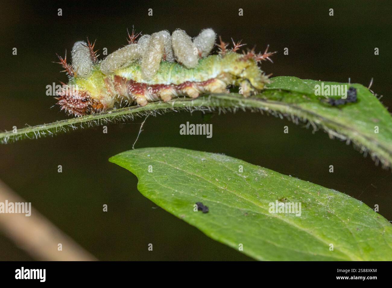 White Admiral (Limenitis camilla) parasitised larva with cocoons of ...