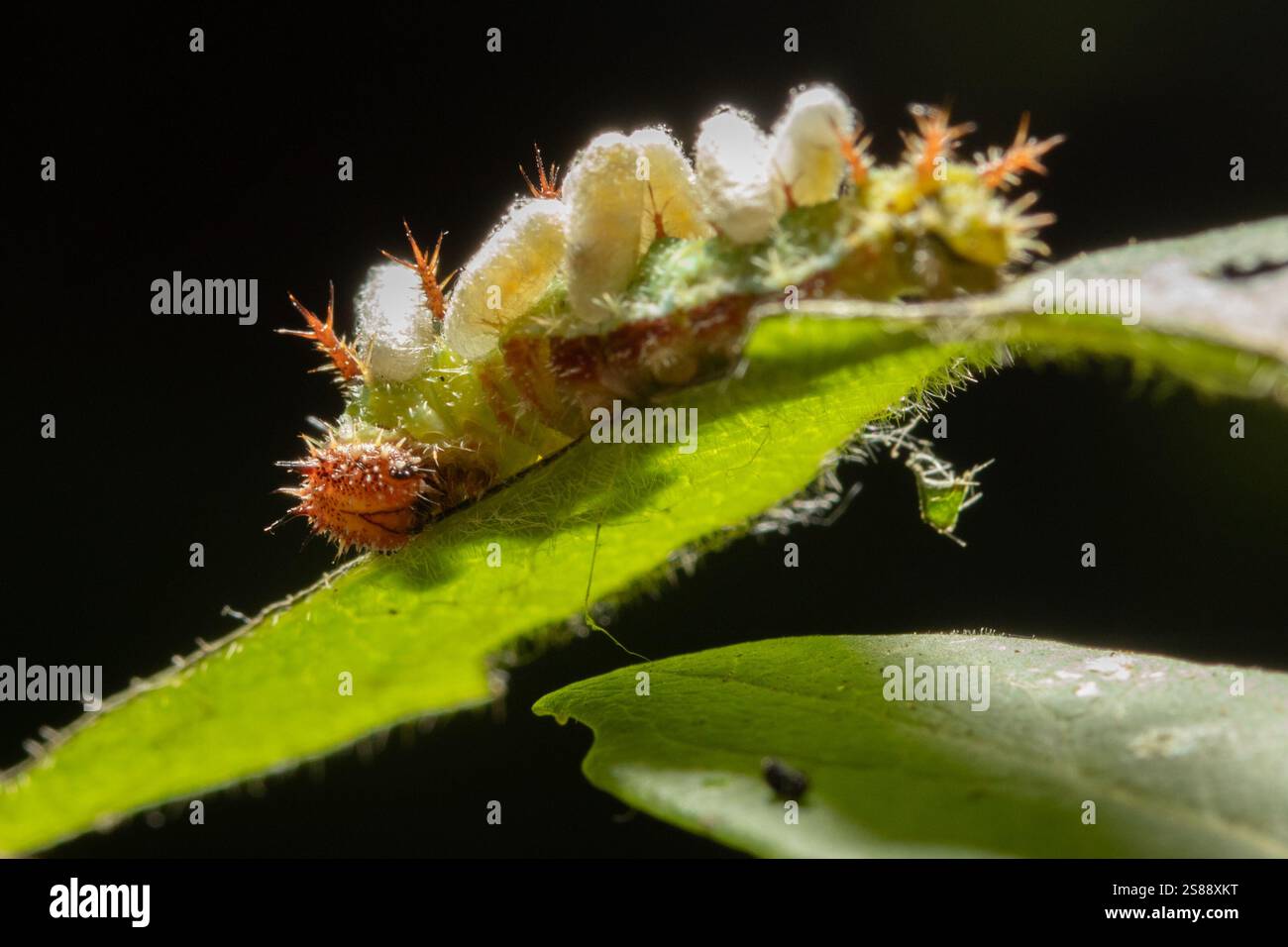 White Admiral (Limenitis camilla) parasitised larva with cocoons of ...