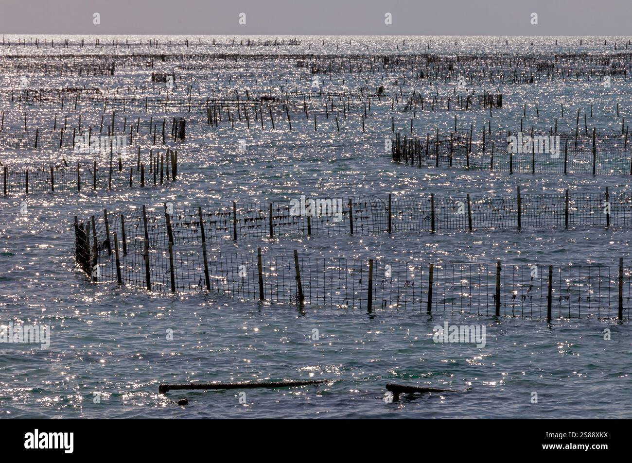 A visit to a Conch Farm at Turks & Caicos Islands at the Caribbean Sea ...