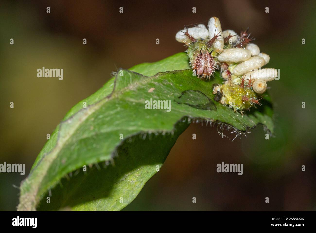 White Admiral (Limenitis camilla) parasitised larva with cocoons of ...