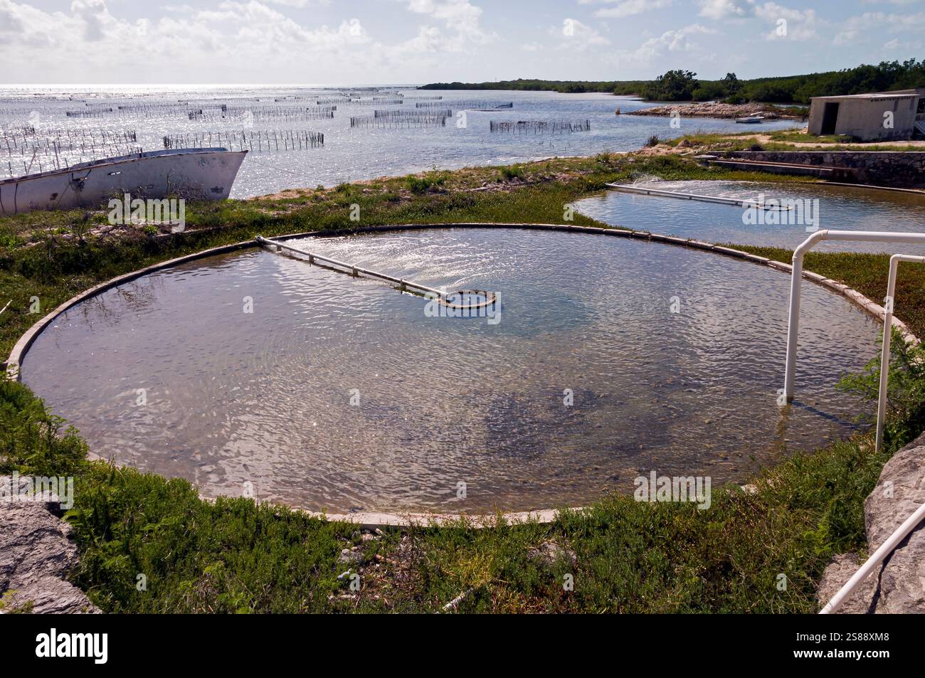 A visit to a Conch Farm at Turks & Caicos Islands at the Caribbean Sea ...