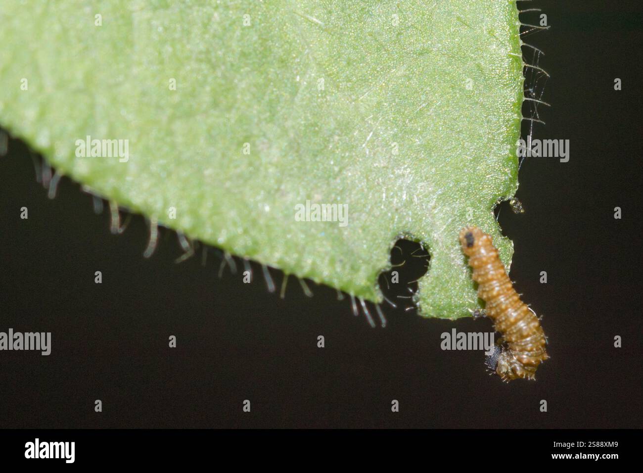 White Admiral (Limenitis camilla) 1st instar larva on Honeysuckle ...
