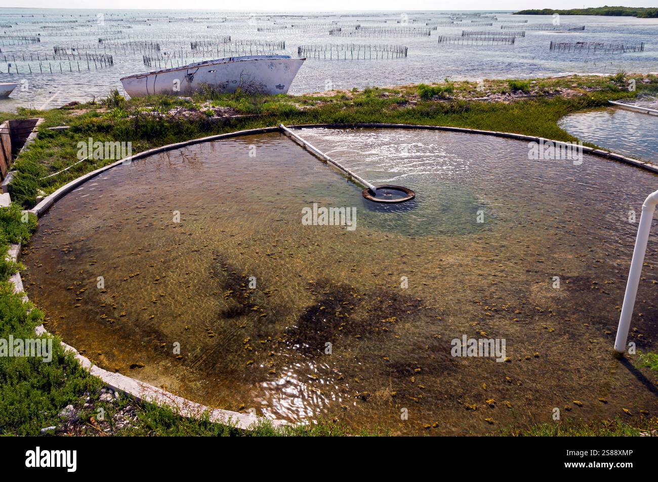 A visit to a Conch Farm at Turks & Caicos Islands at the Caribbean Sea ...