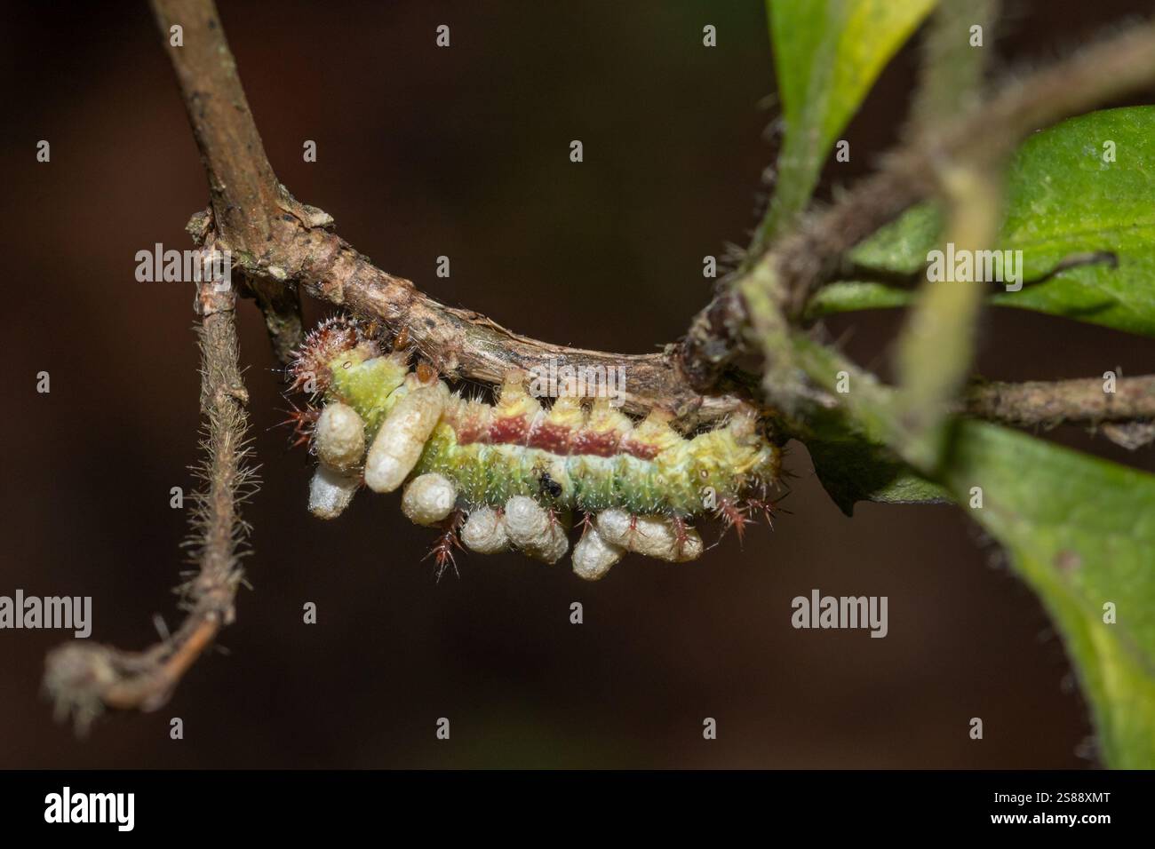 White Admiral (Limenitis camilla) parasitised larva with cocoons of ...