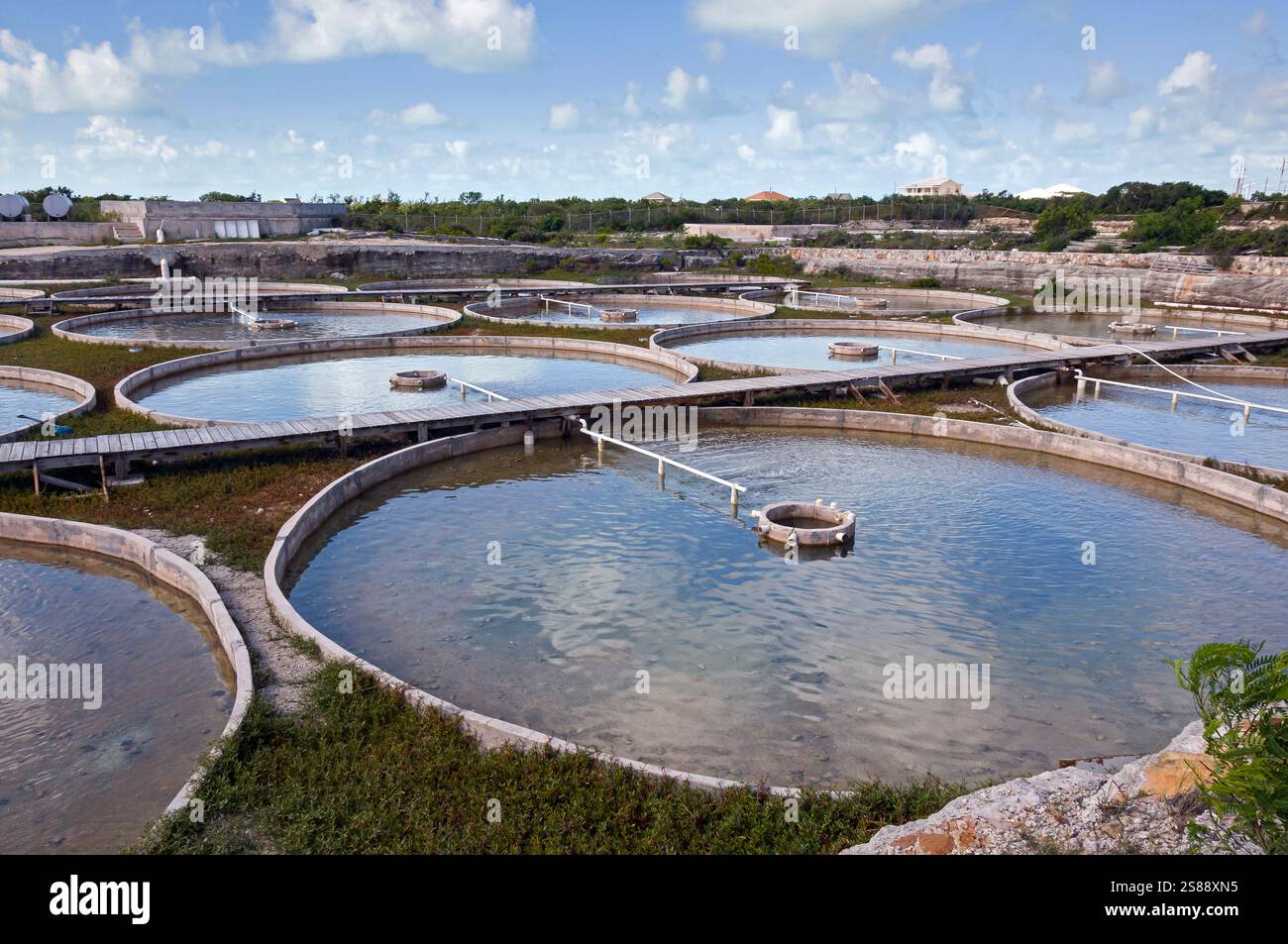 A visit to a Conch Farm at Turks & Caicos Islands at the Caribbean Sea ...