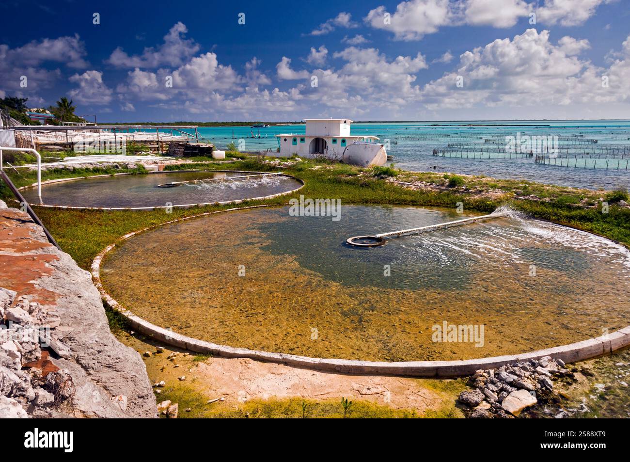 A visit to a Conch Farm at Turks & Caicos Islands at the Caribbean Sea ...