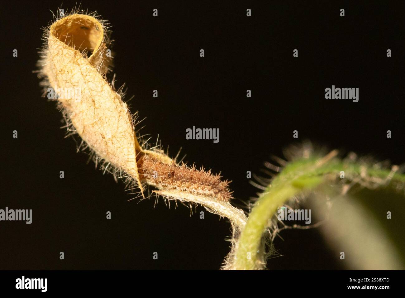 White admiral (Limenitis camilla) 3rd instar larva entering ...