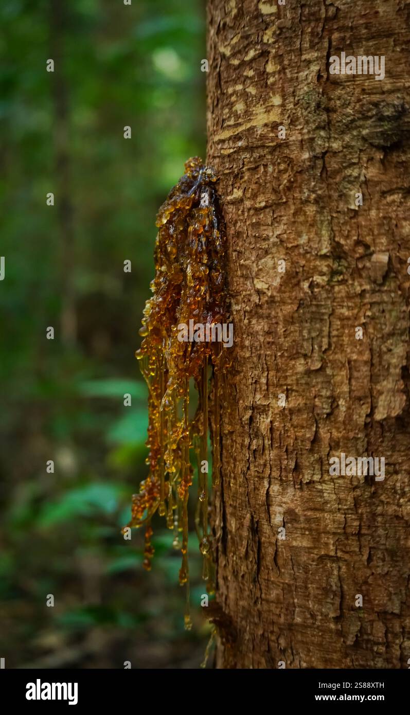 resin from a tree trunk in the rainforest Stock Photo - Alamy