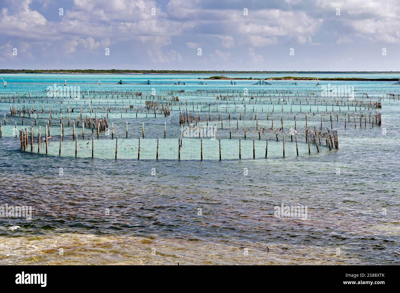 A visit to a Conch Farm at Turks & Caicos Islands at the Caribbean Sea ...