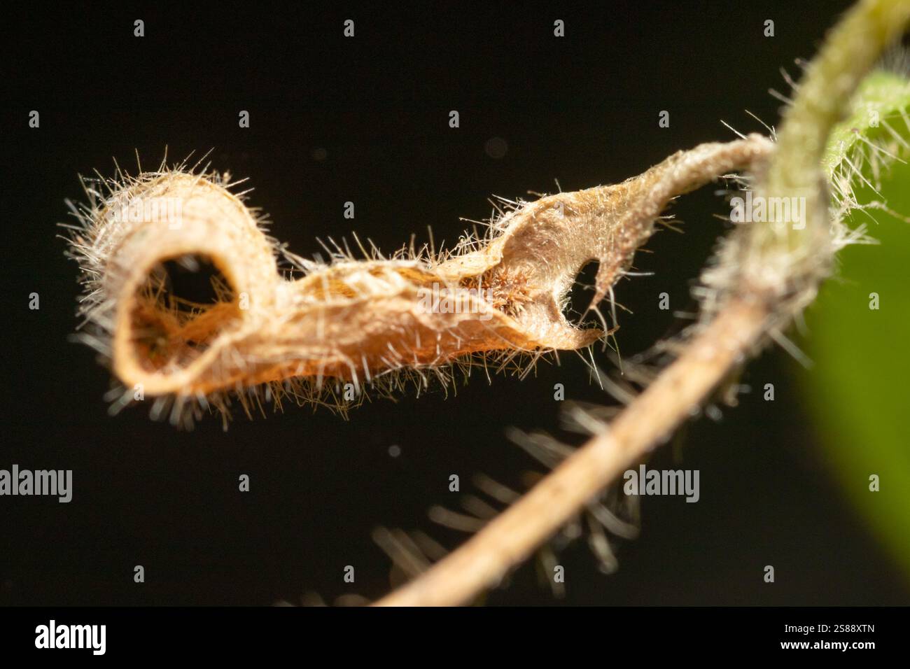 White Admiral (Limenitis camilla) 3rd instar larva resting inside ...