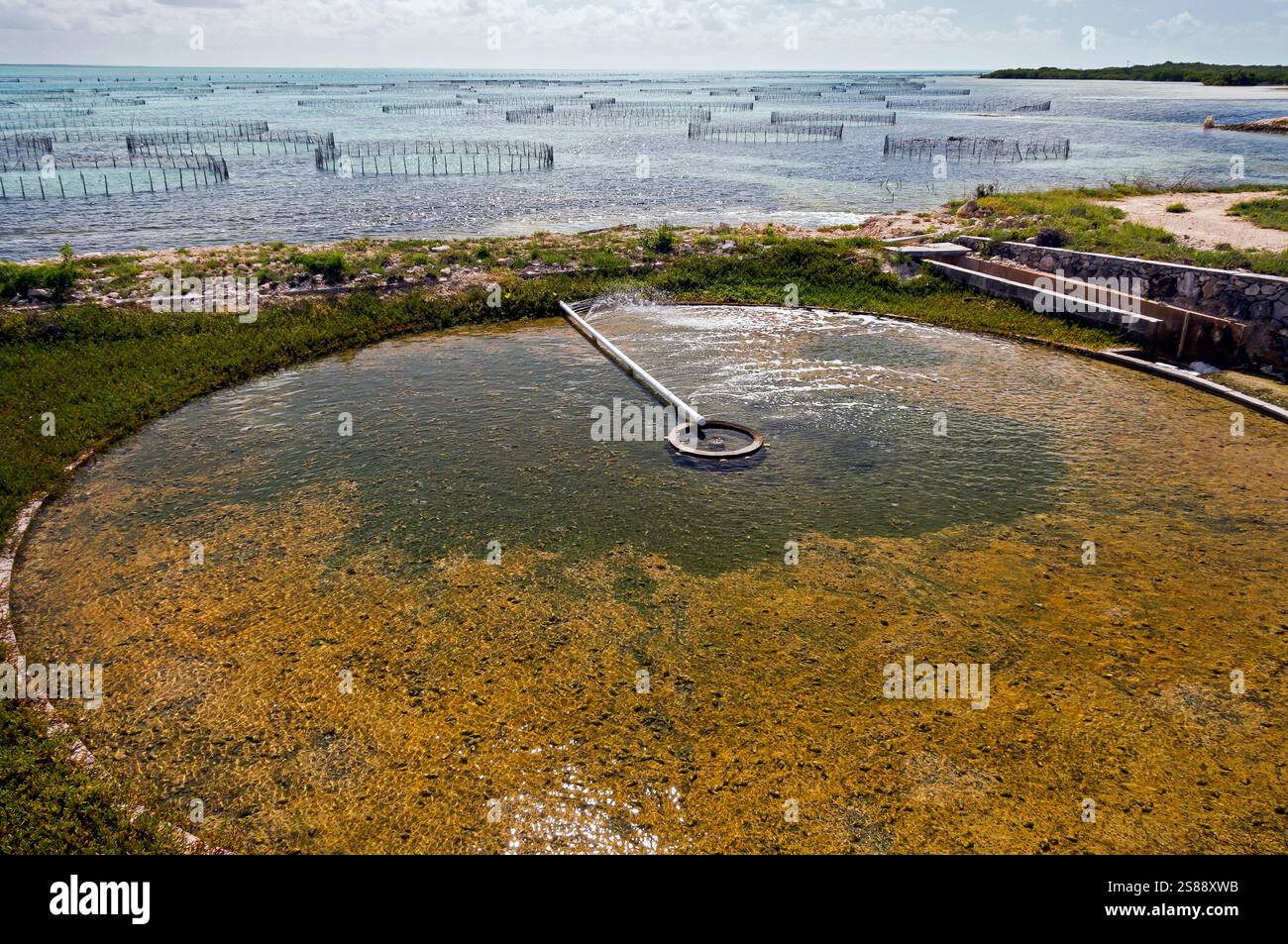 A visit to a Conch Farm at Turks & Caicos Islands at the Caribbean Sea ...