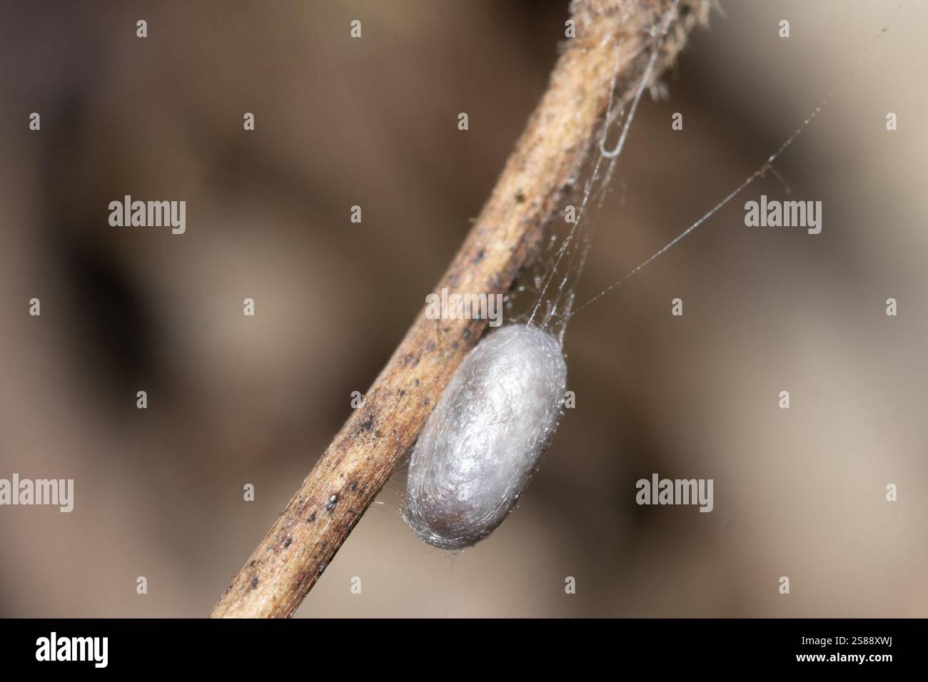 Cocoon of parasitic wasp (Phobocampe sp.?) emerged from White Admiral ...