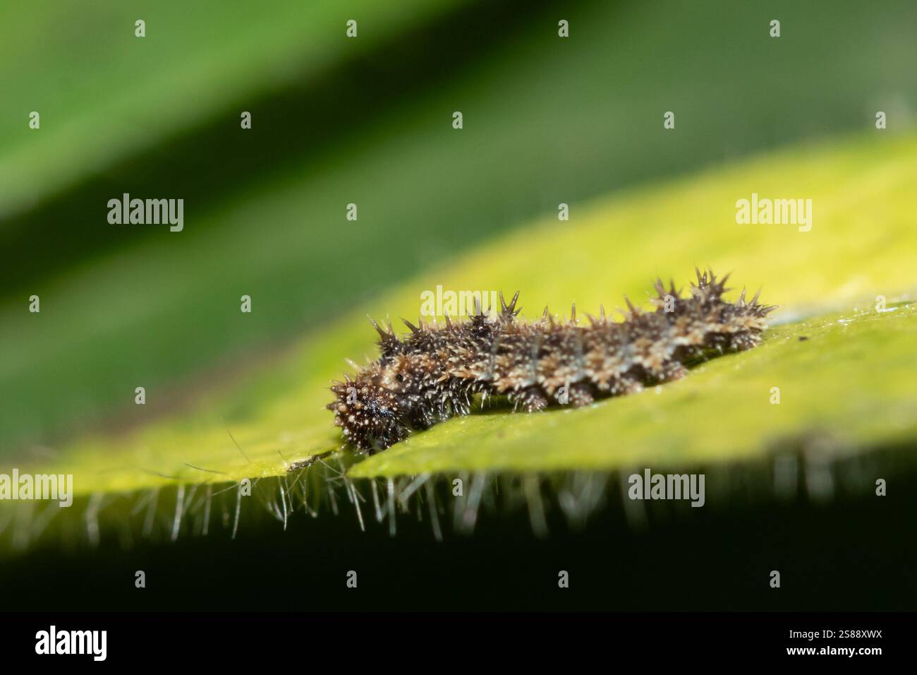 White Admiral (Limenitis camilla) 3rd instar larva on Honeysuckle ...