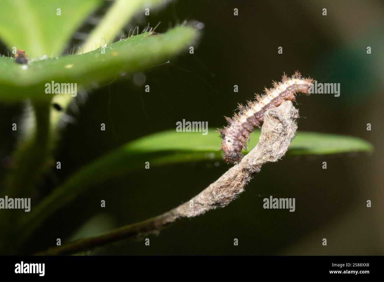 White Admiral (Limenitis camilla) 3rd instar larva recently emerged ...