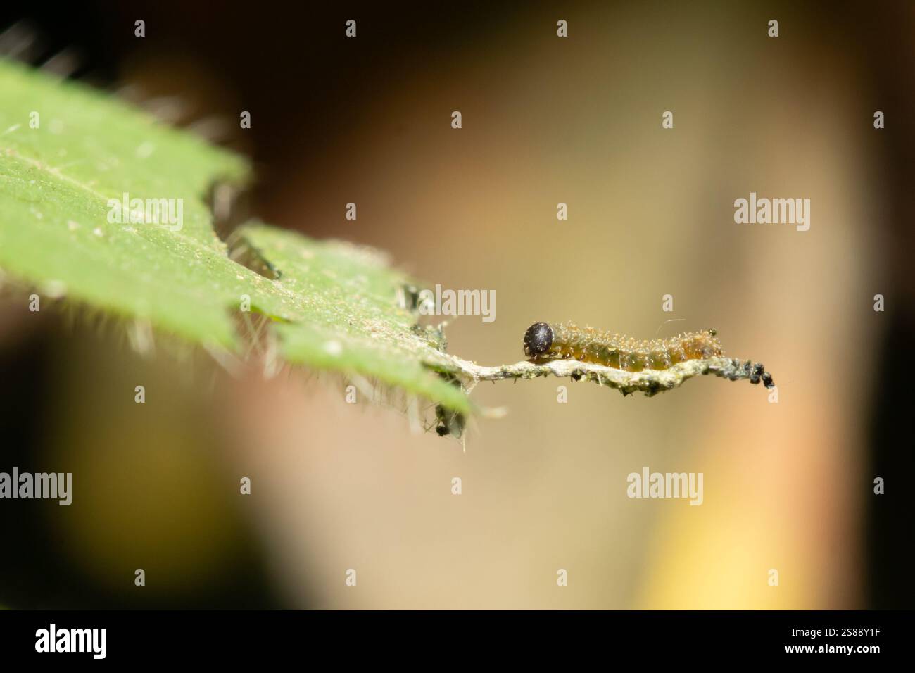 White Admiral (Limenitis camilla) 1st instar larva on Honeysuckle ...
