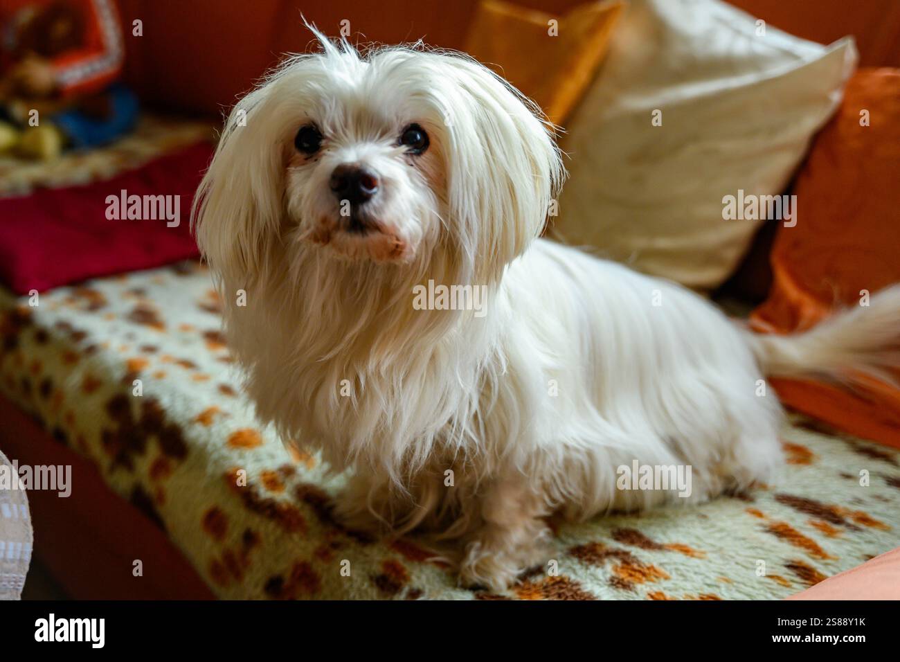 An adult Maltese dog sitting on a colorful sofa Stock Photo - Alamy
