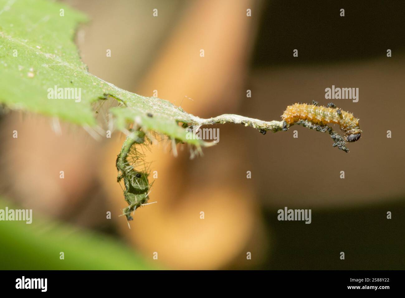 White Admiral (Limenitis camilla) 1st instar larva on Honeysuckle ...