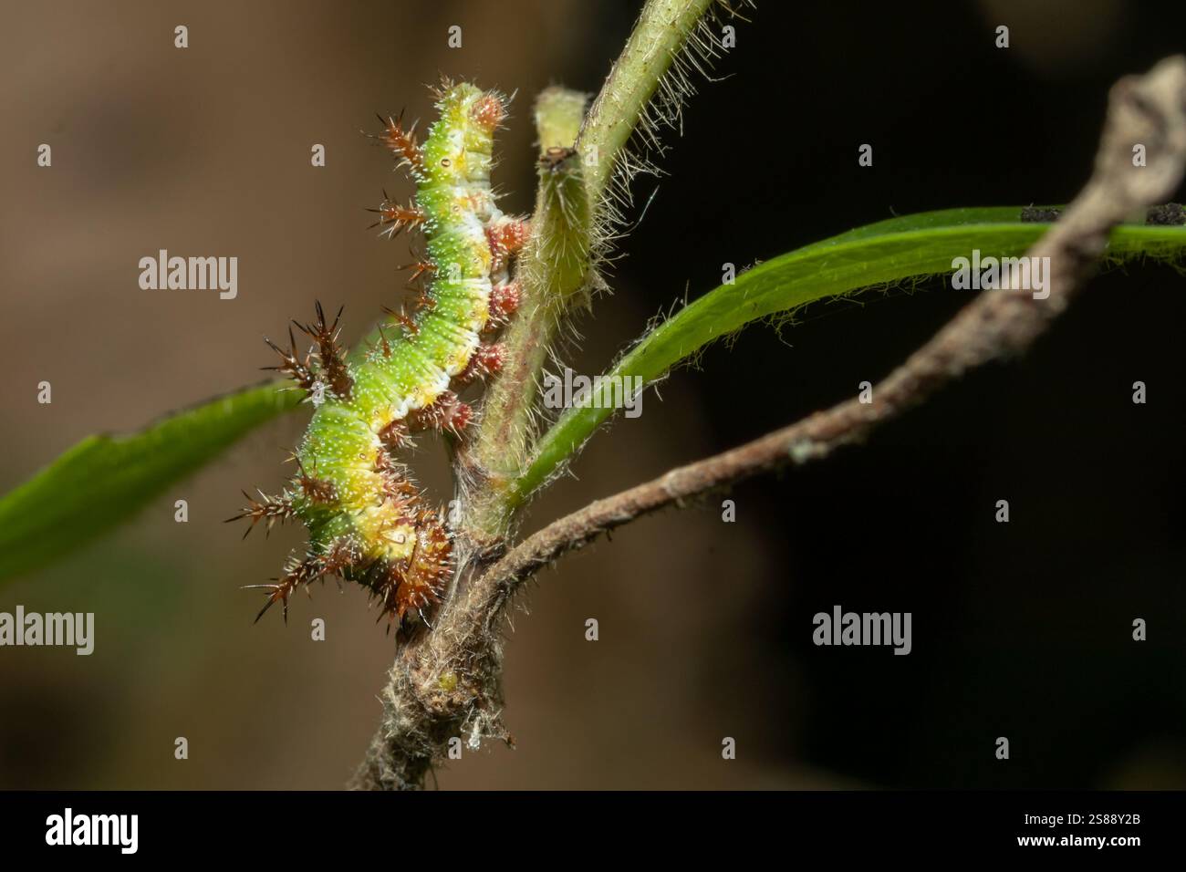 White Admiral (Limenitis camilla) 4th instar larva on Honeysuckle ...