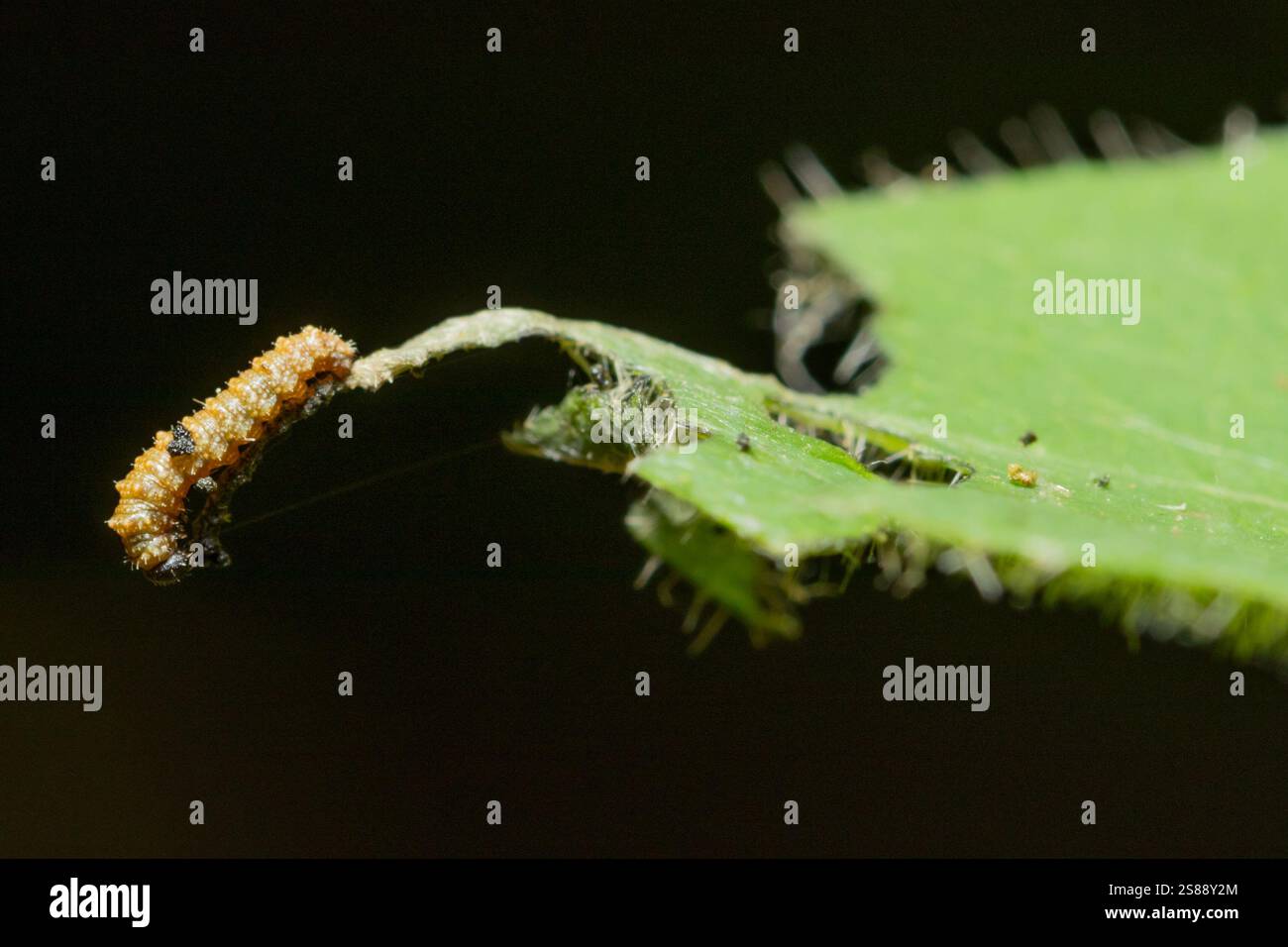 White Admiral (Limenitis camilla) 1st instar larva on Honeysuckle ...