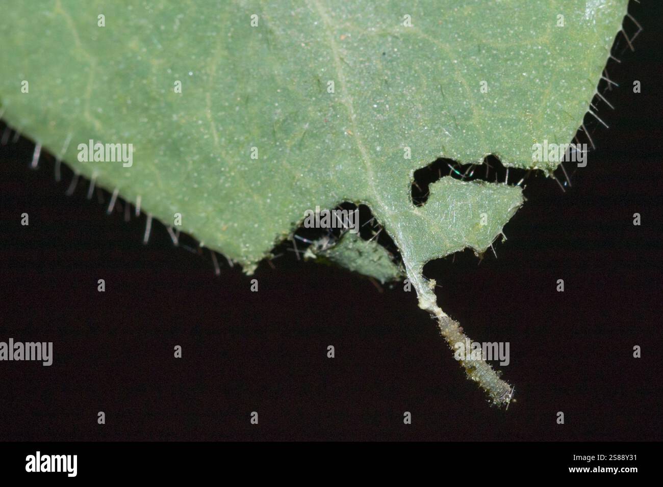 White Admiral (Limenitis camilla) 1st instar larva on Honeysuckle ...