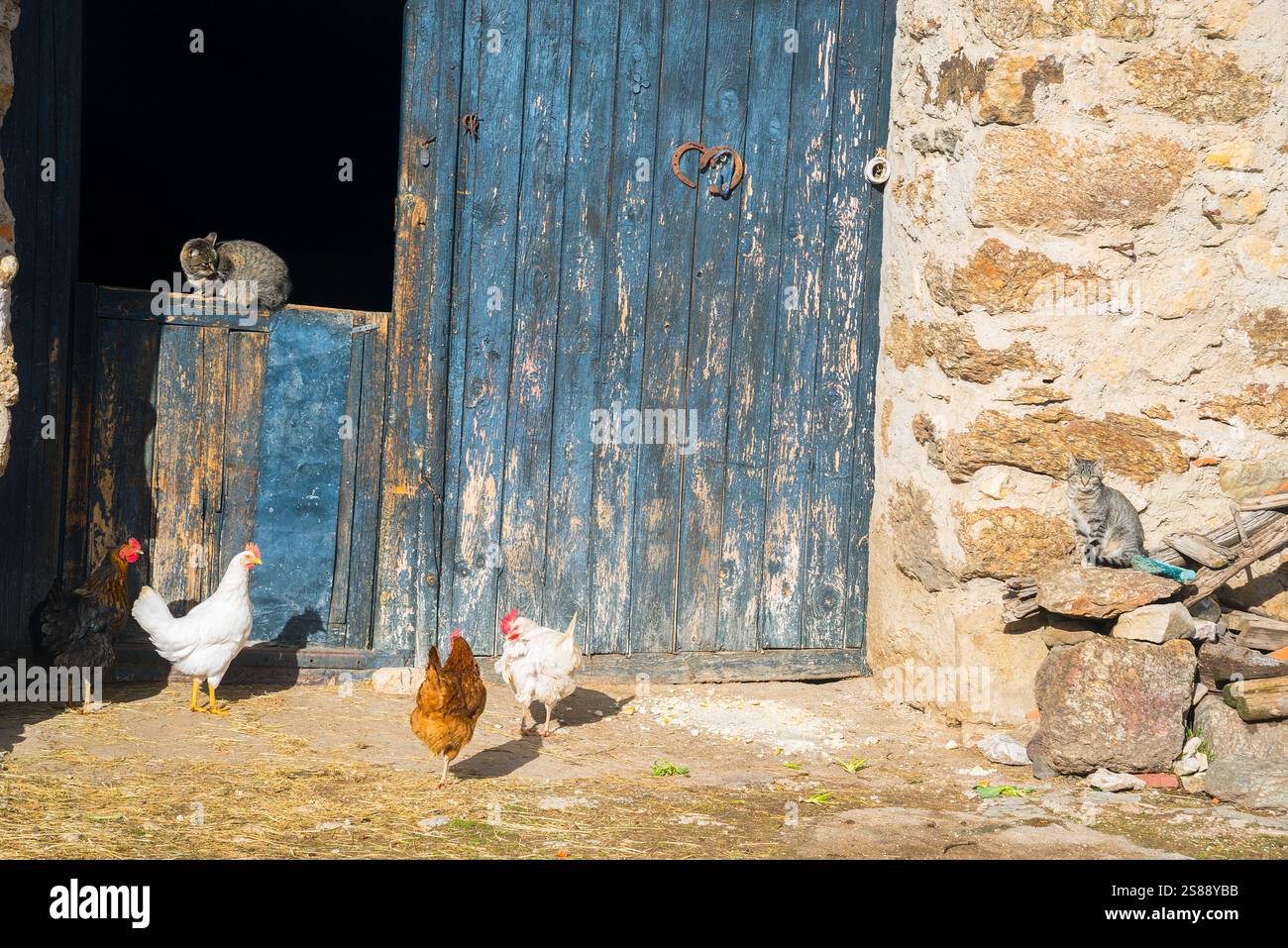 Cats and hens in a farm Stock Photo - Alamy