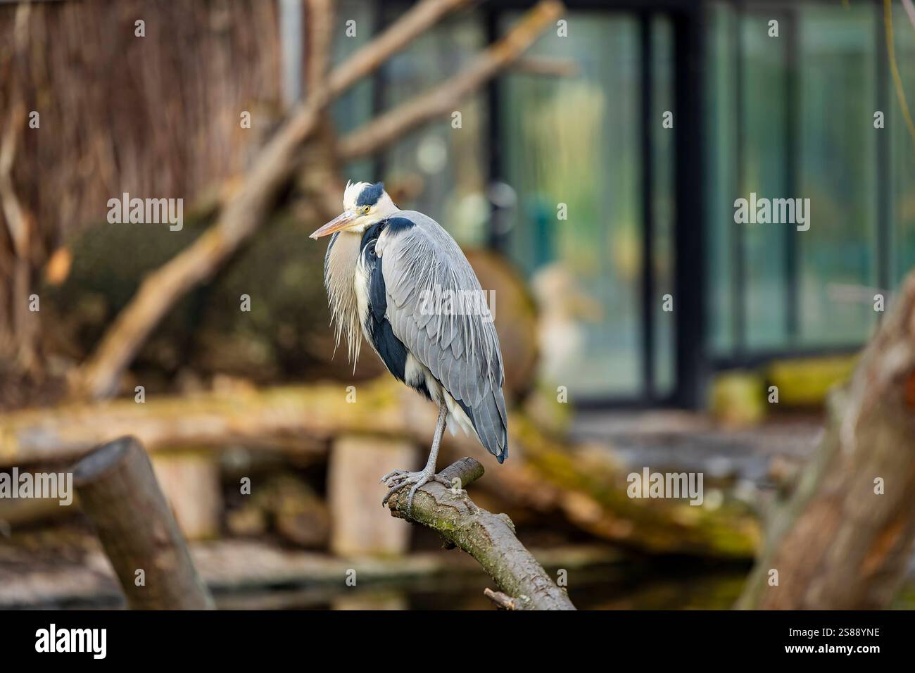 Zoo Dresden .Reiher besuchen gern die Vogelanlagen. Dresden Sachsen ...