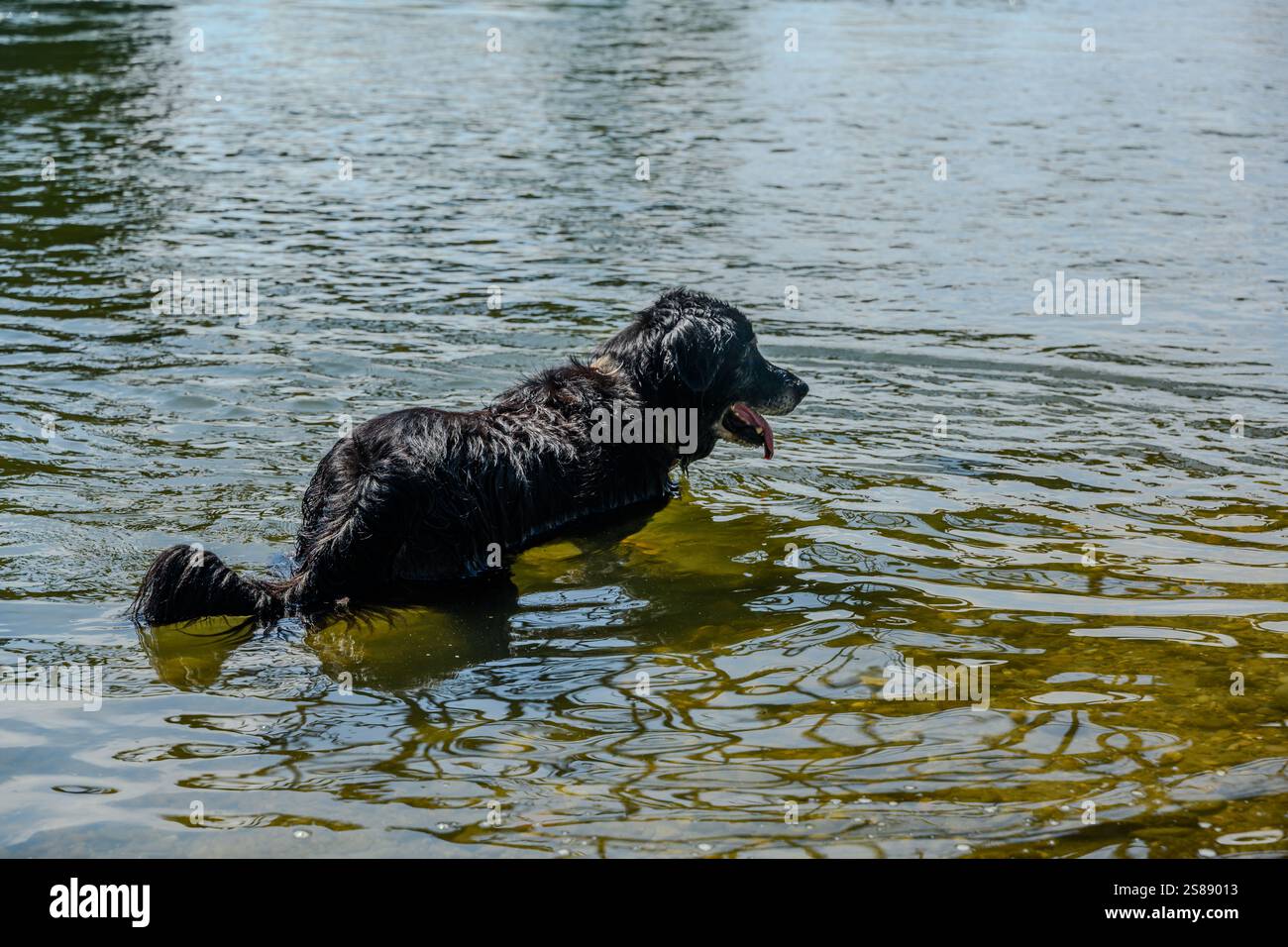 An adult black dog playing and bathing in a river Stock Photo - Alamy