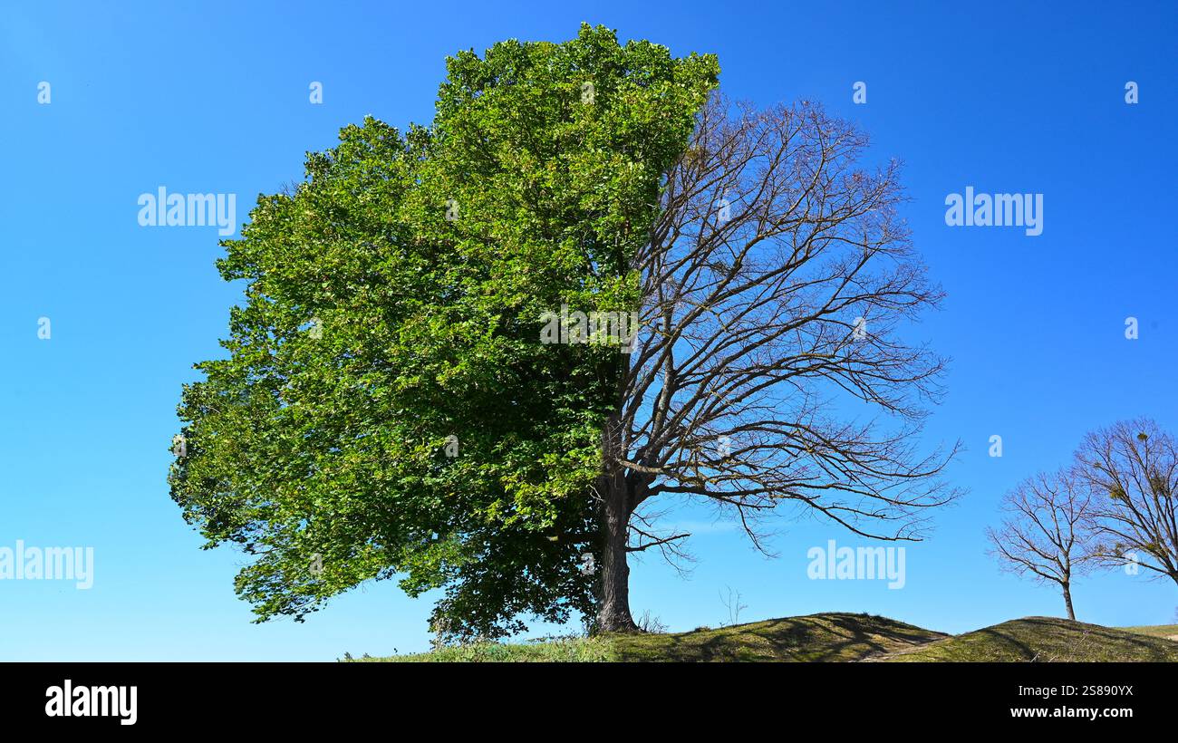 Half tree with foliage and other half without foliage. Tree top or ...