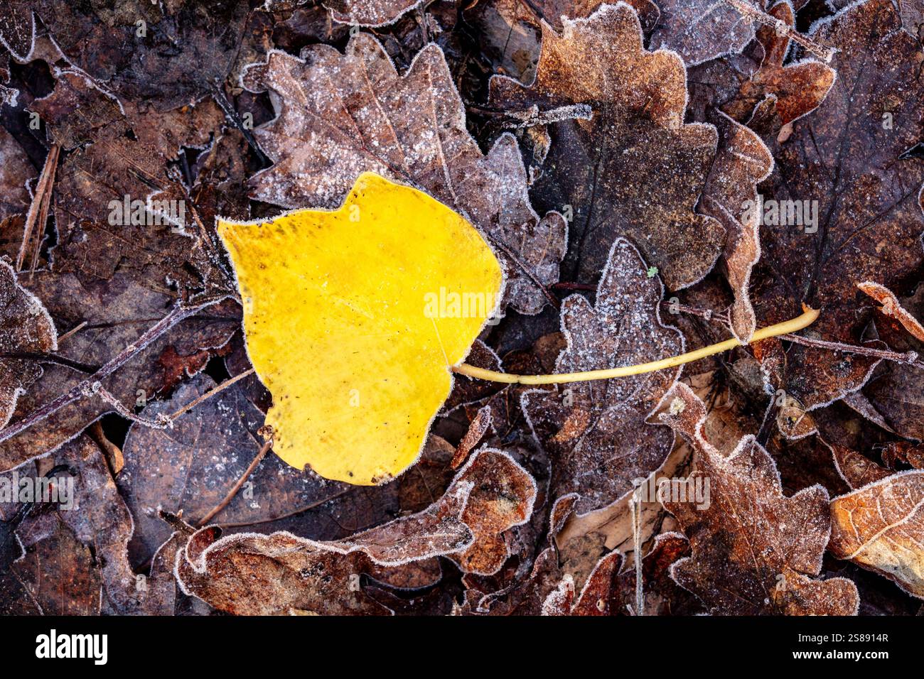 Natural close up, semi-abstract, patterns in nature / plantlike ...