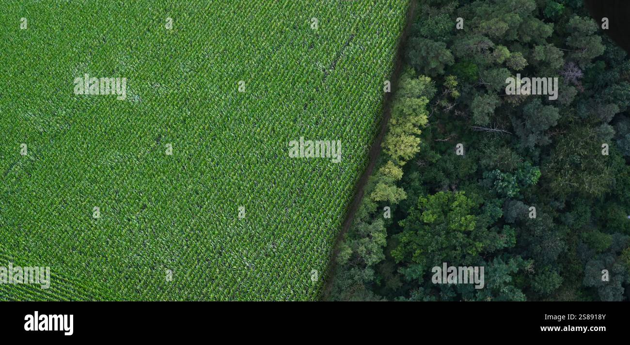 Maize field with neighbouring forest - afforestation and cultivation in ...