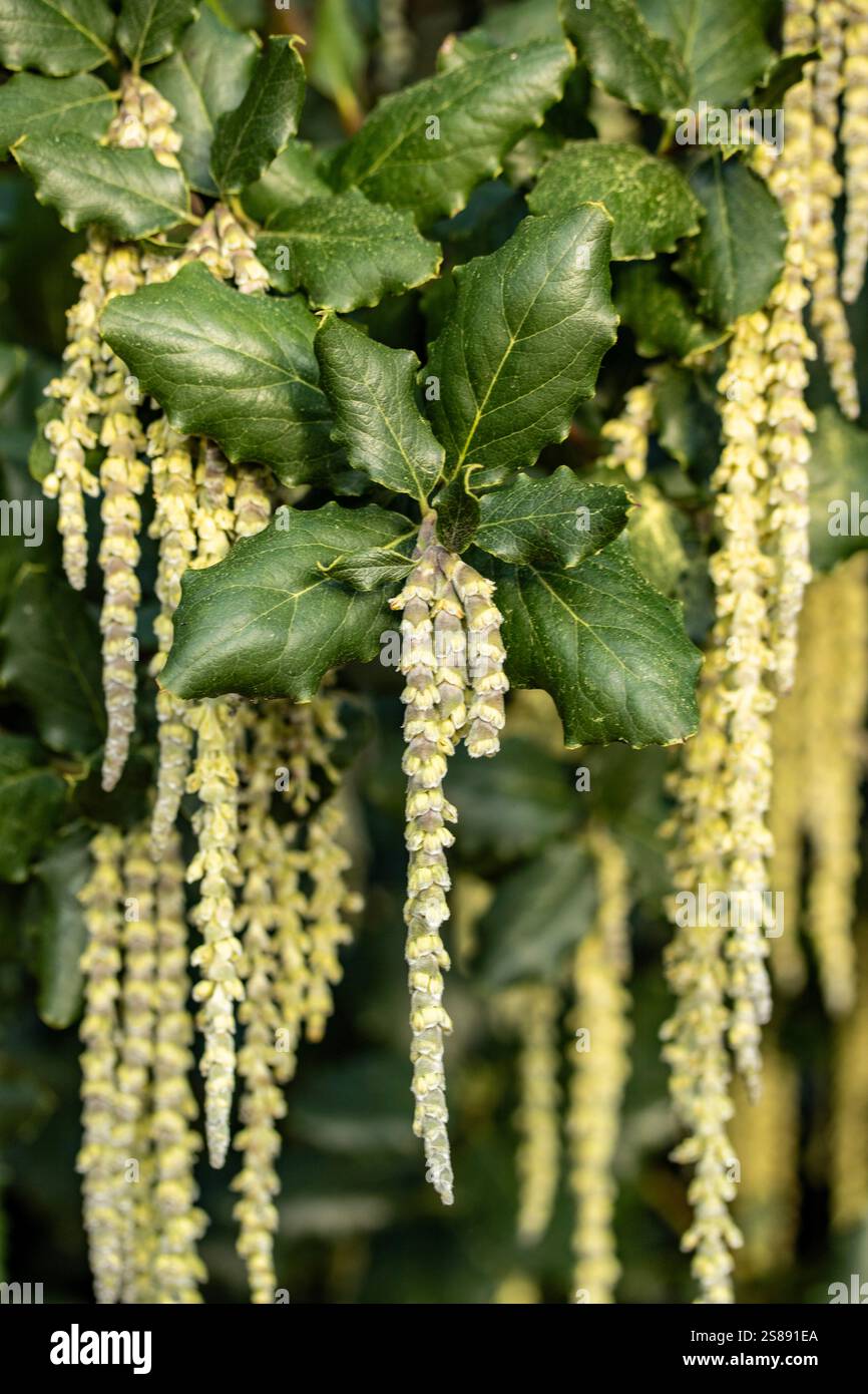 Natural close up plant portrait of the stunning long catkins of Garrya ...