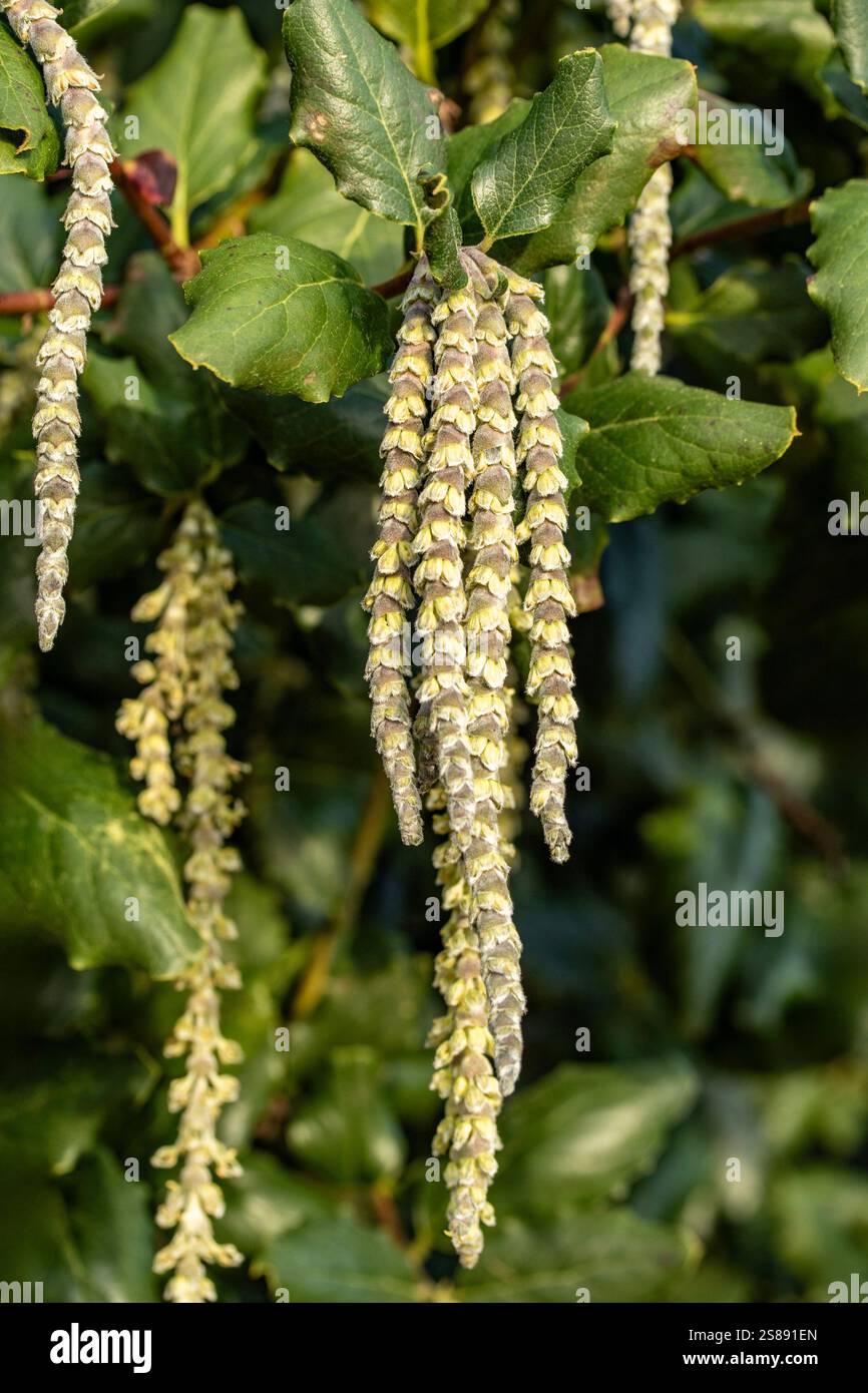 Natural close up plant portrait of the stunning long catkins of Garrya ...