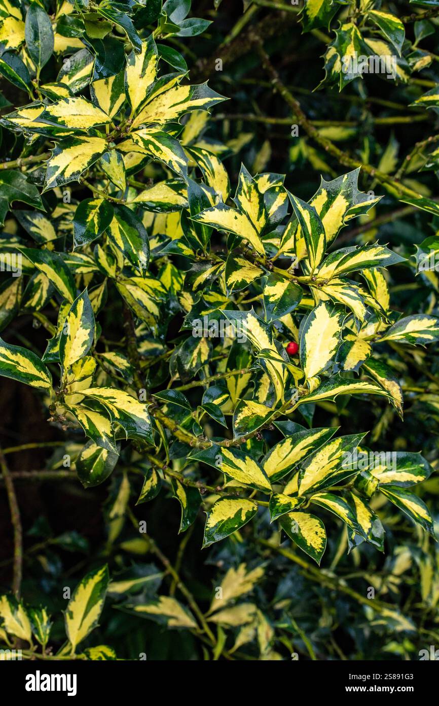 Beautifully variegated Ilex Aquitolium 'Northern Lights’. Natural close ...