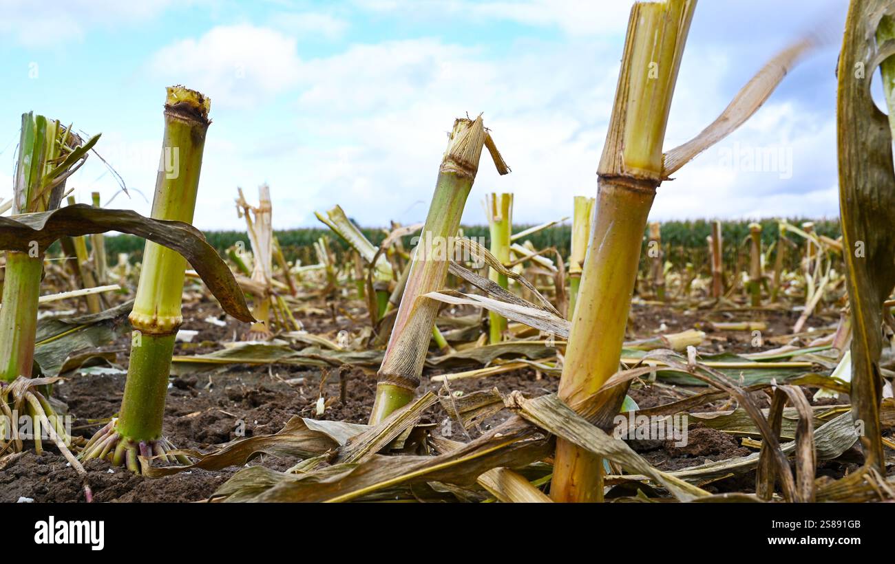 Harvested maize field for the biogas plant farming Stock Photo - Alamy