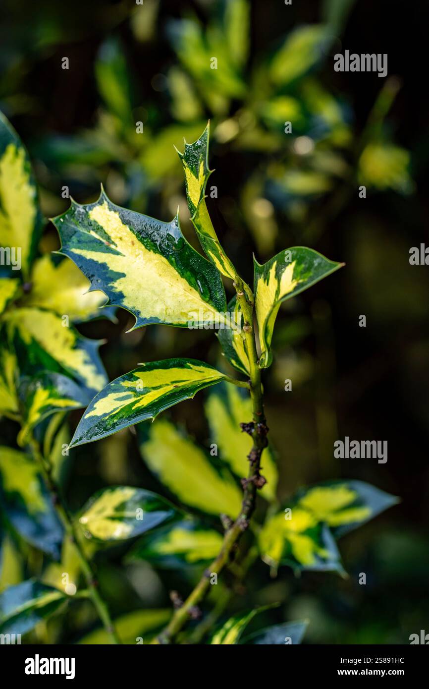 Beautifully variegated Ilex Aquitolium 'Northern Lights’. Natural close ...