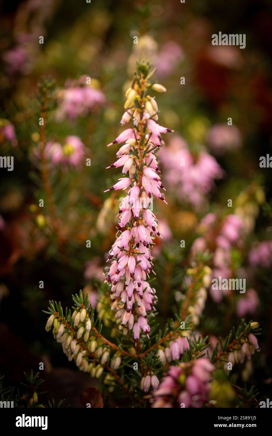 Natural close up flowering plant portrait of the pretty Erica x ...