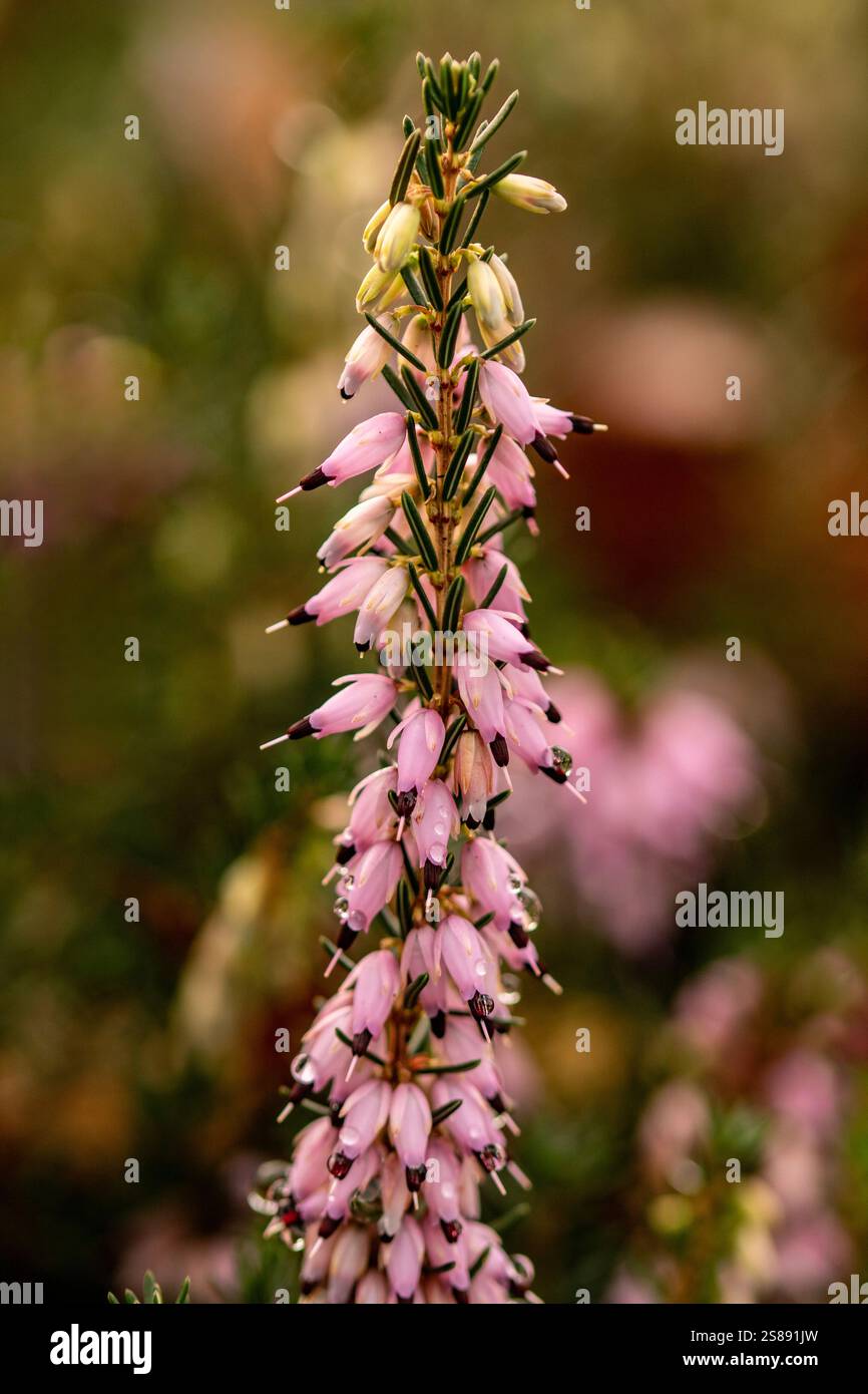 Natural close up flowering plant portrait of the pretty Erica x ...