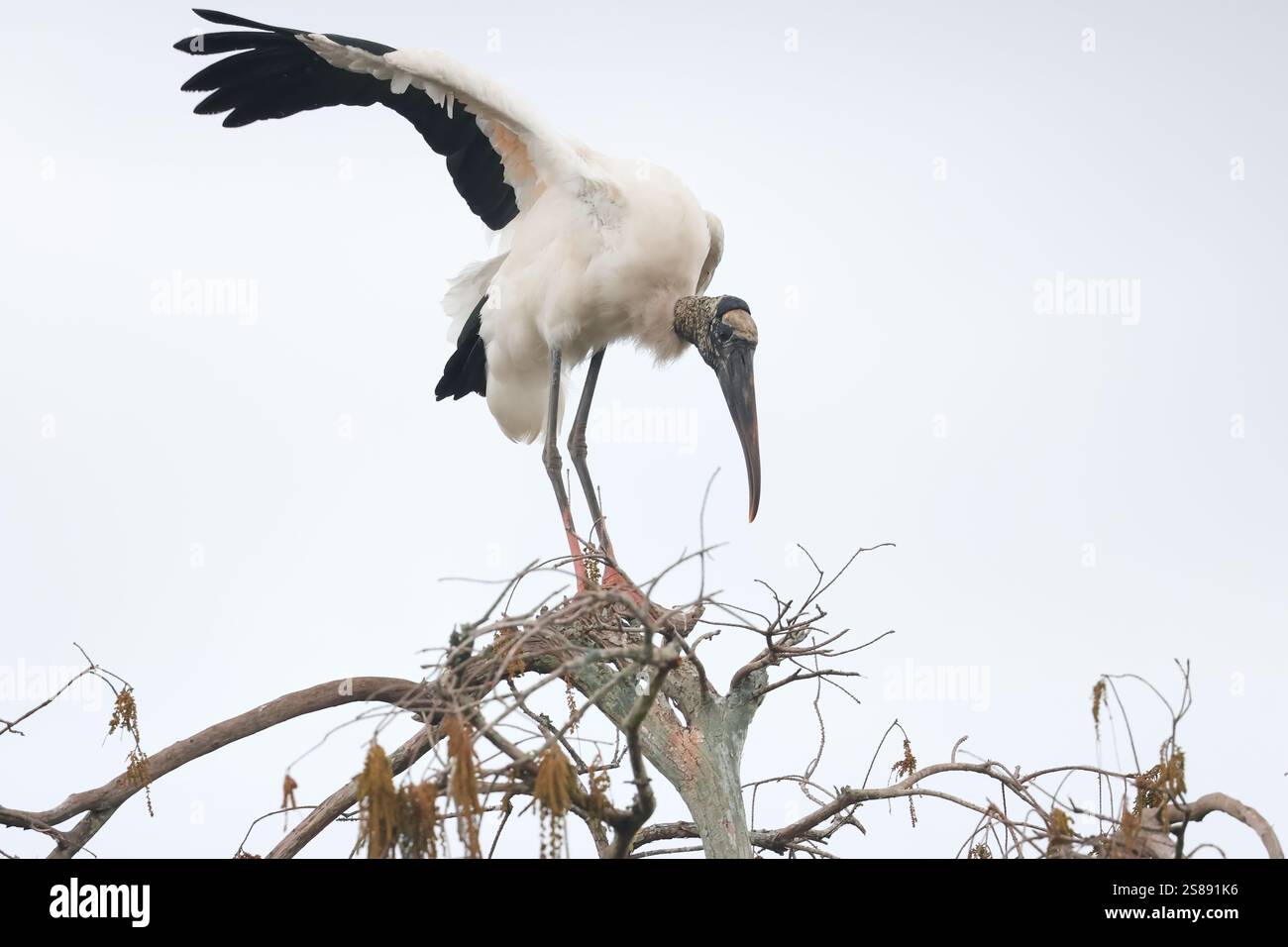 Close up shot of wood stork on the tree branch with cloudy sky Stock ...