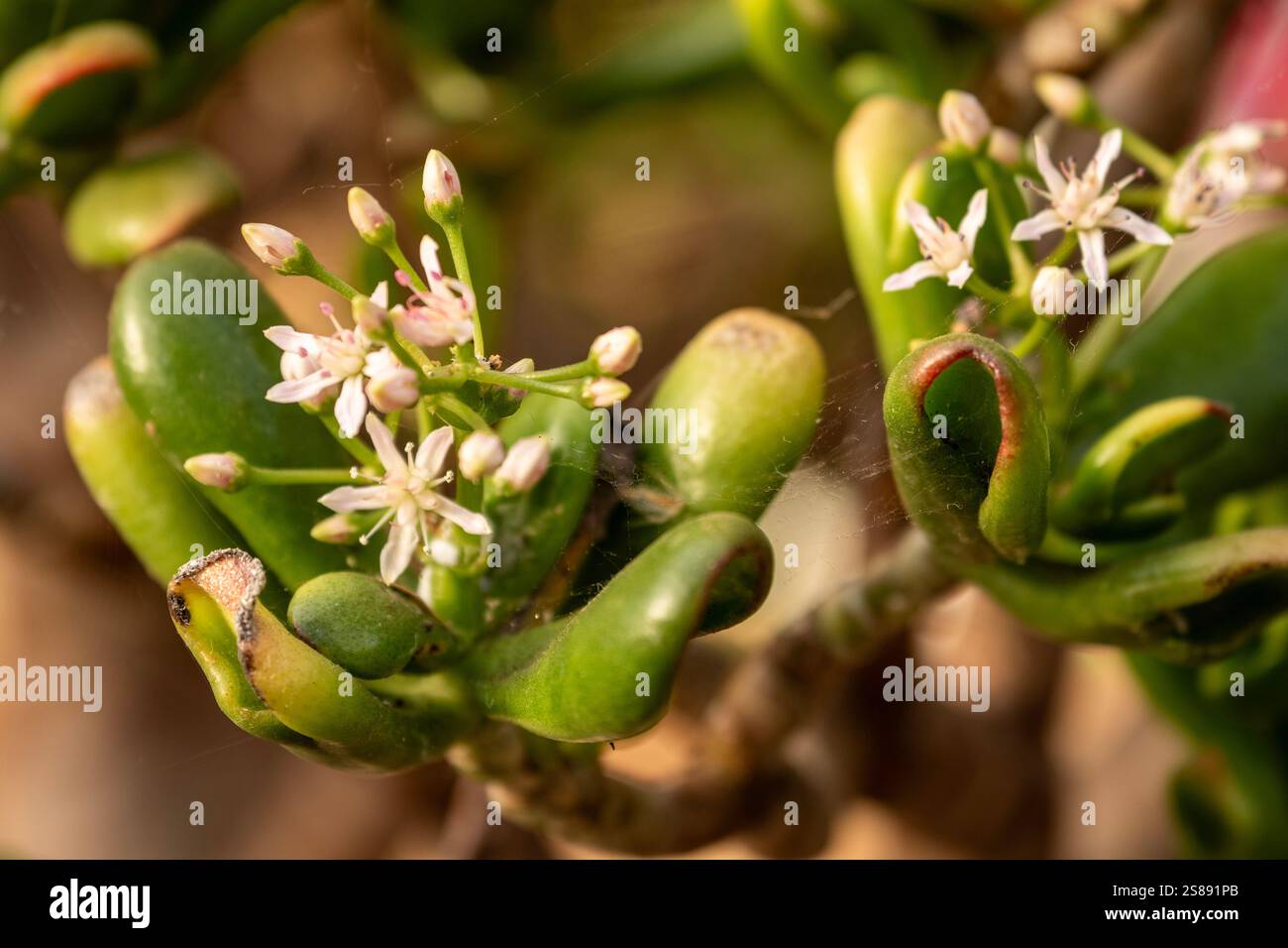 Natural close up flowering, small white flowers, plant portrait of ...